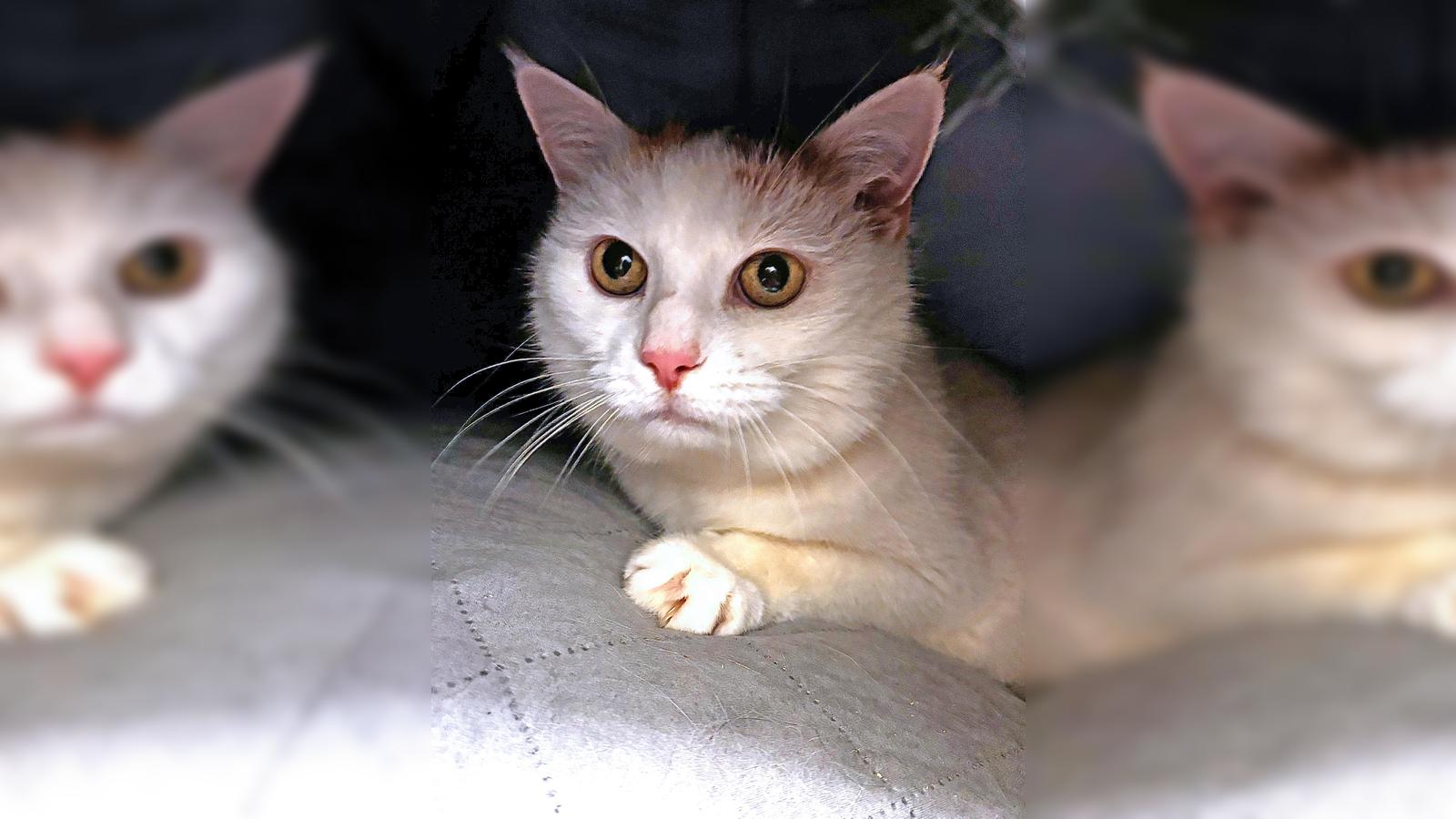 Pipsi | Wochenanzeiger